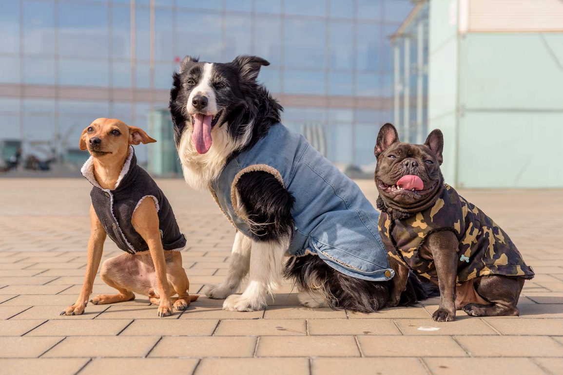Mascotas: ¿Debemos abrigar a nuestro perro en invierno? — Revista Review